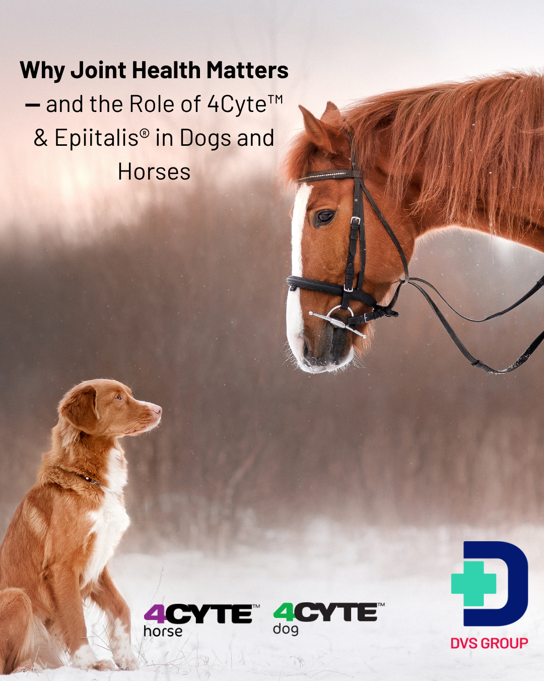 The role of 4Cyte™ & Epiitalis® in dogs and horses - Duggan Veterinary ...